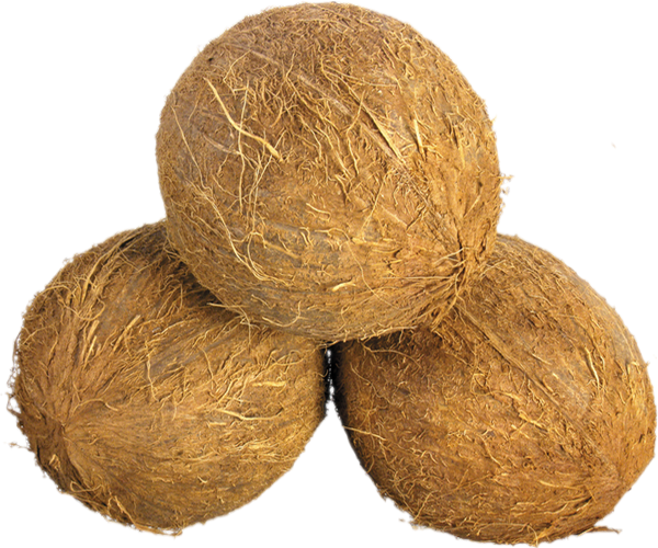 Noix de coco png, tube fruit exotique - Coconuts png Noix de coco png, tube fruit exotique - Coconuts png