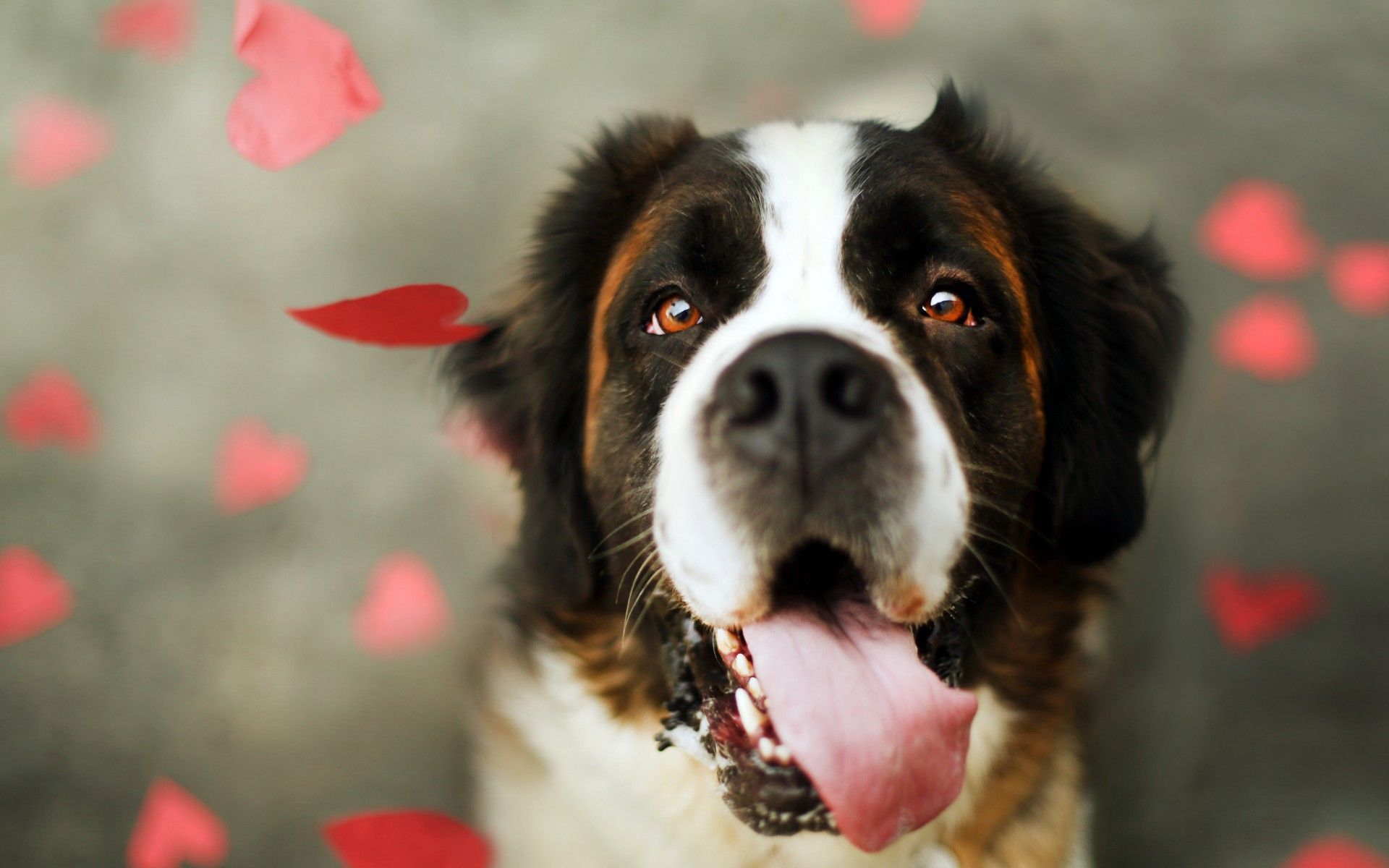 Fond d'écran St Valentin : chien - Valentine's day : dog