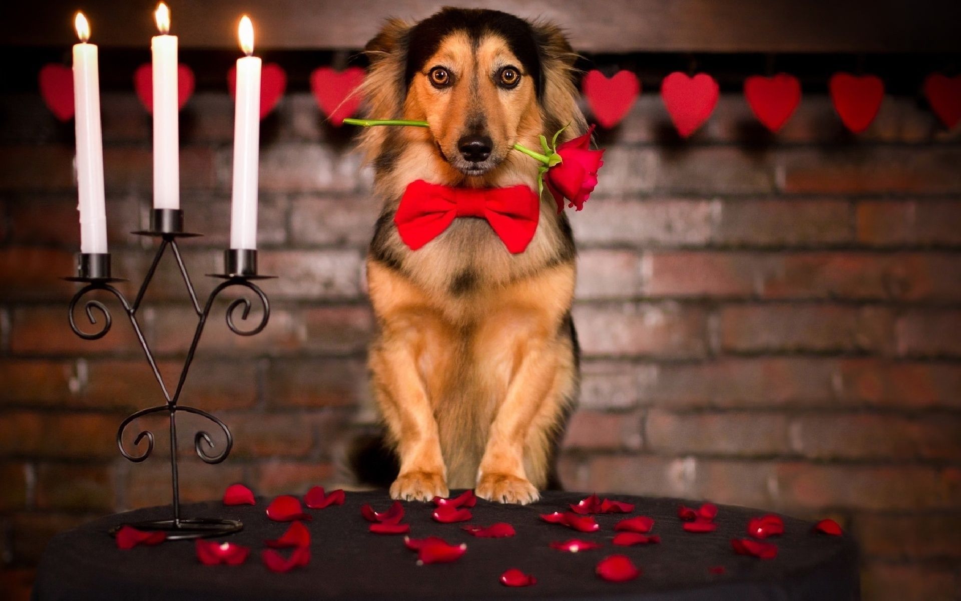 ️ Miam-Images ️ - Page 3569