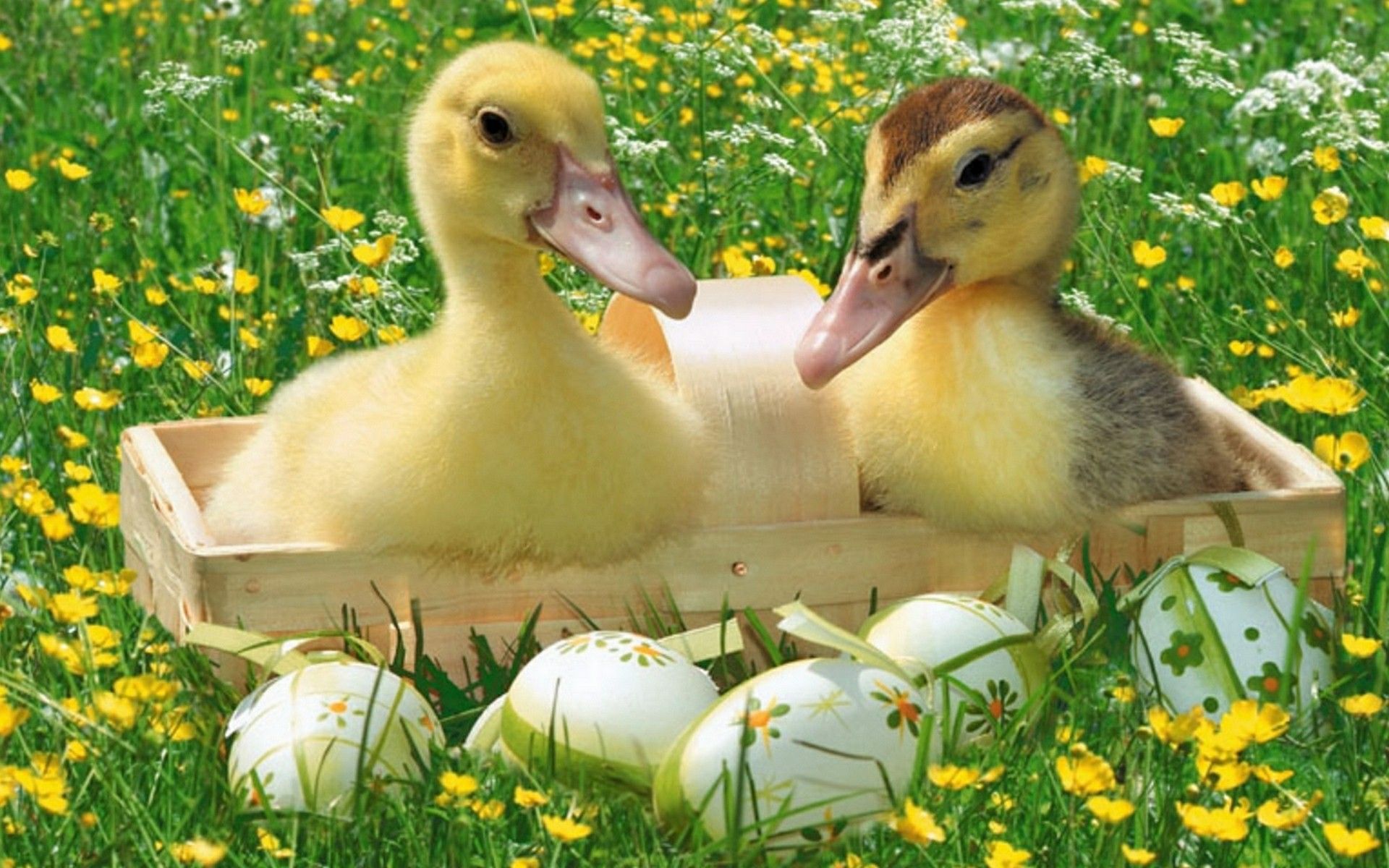 Fond d'écran Pâques : canards - Easter wallpaper : ducks