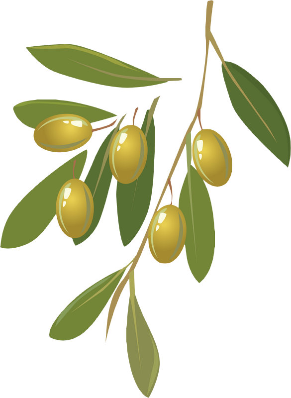 Branche d'olivier, olives : dessin, tube - Green olives png Branche d'olivier, olives : dessin, tube - Green olives png